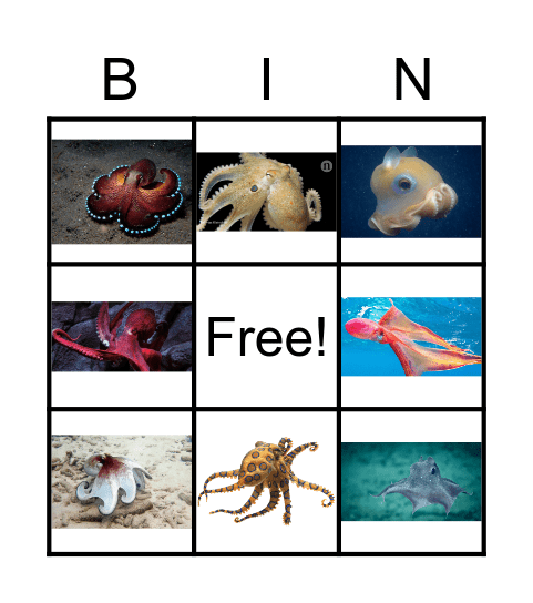 Octopuses Bingo Card