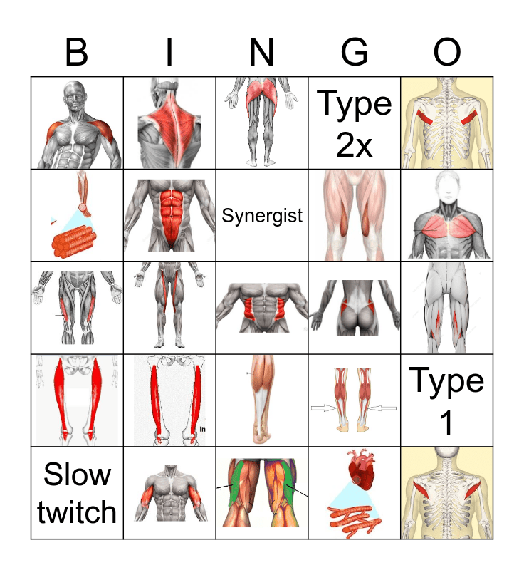 Muscles Bingo Card