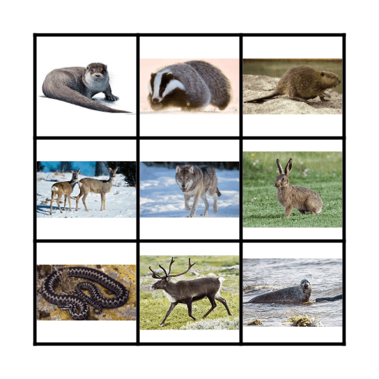Svenska djur utan ord Bingo Card