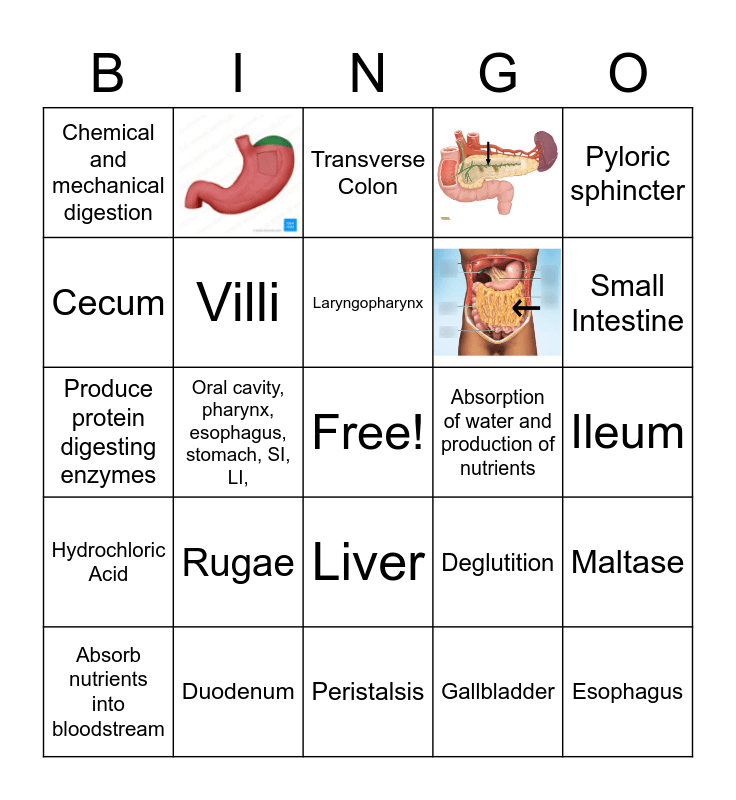 Digestive System Bingo Card