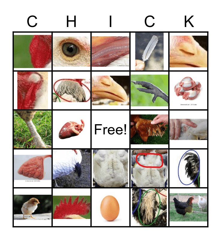 Poultry Bingo Card
