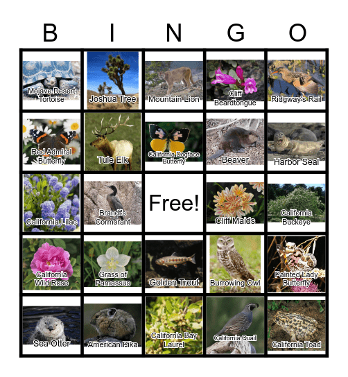 Native Plants & Animals Bingo Card