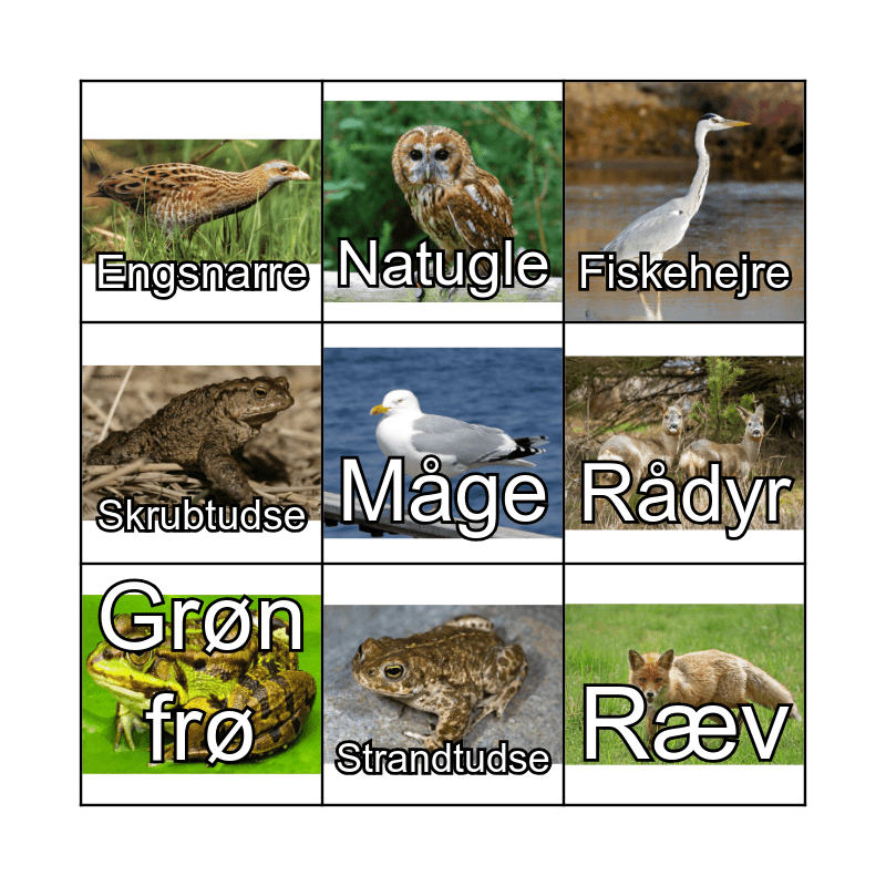 Danske dyr Bingo Card