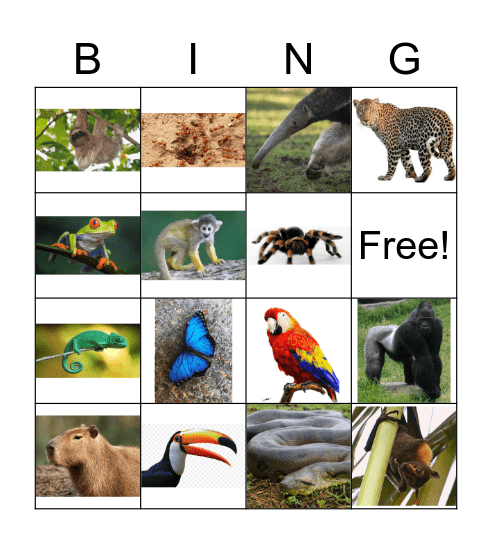 Rainforest Bingo Card
