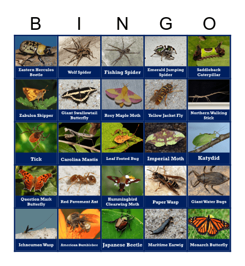 Bug Bash Bingo Card