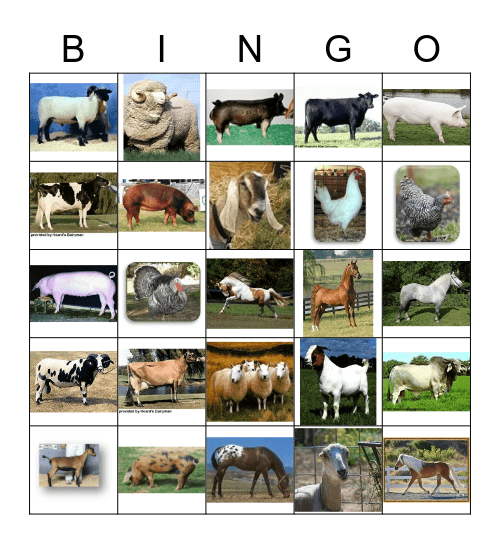 Livestock Breeds Bingo Card