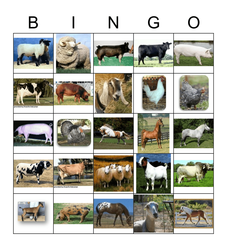 Livestock Breeds Bingo Card