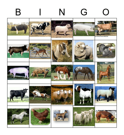 Livestock Bingo Card