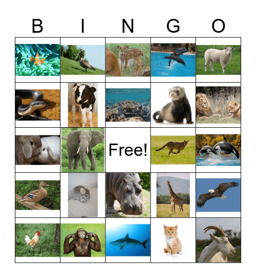 Les animaux Bingo Card