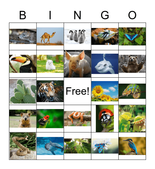 Plant & Animal Adaptation Bingo Card