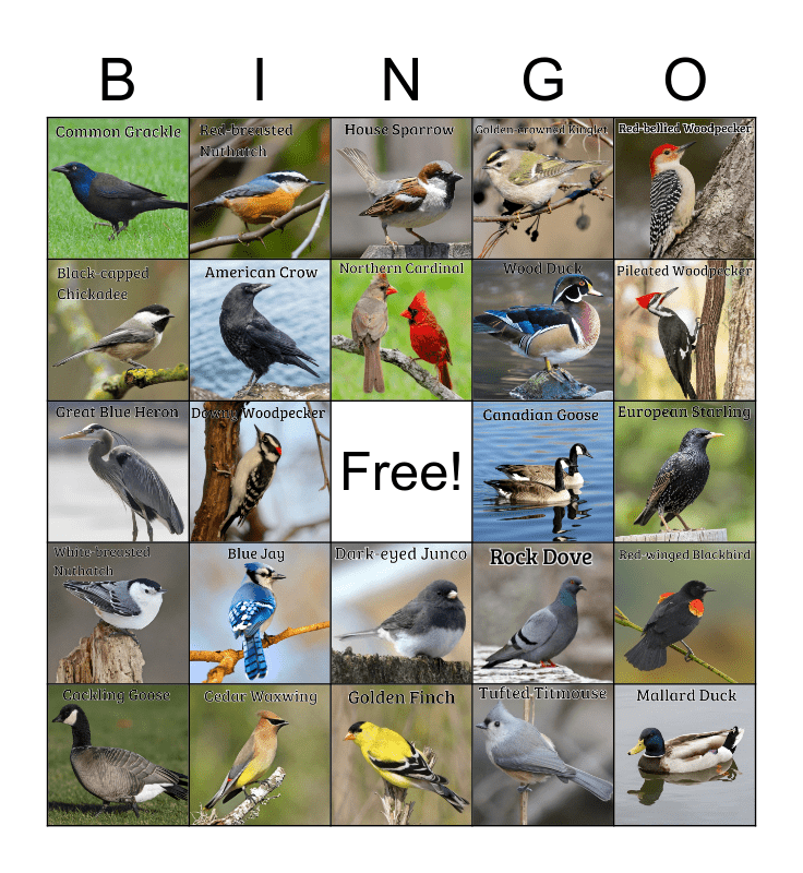 MSU Birding Bingo (Fall) Bingo Card