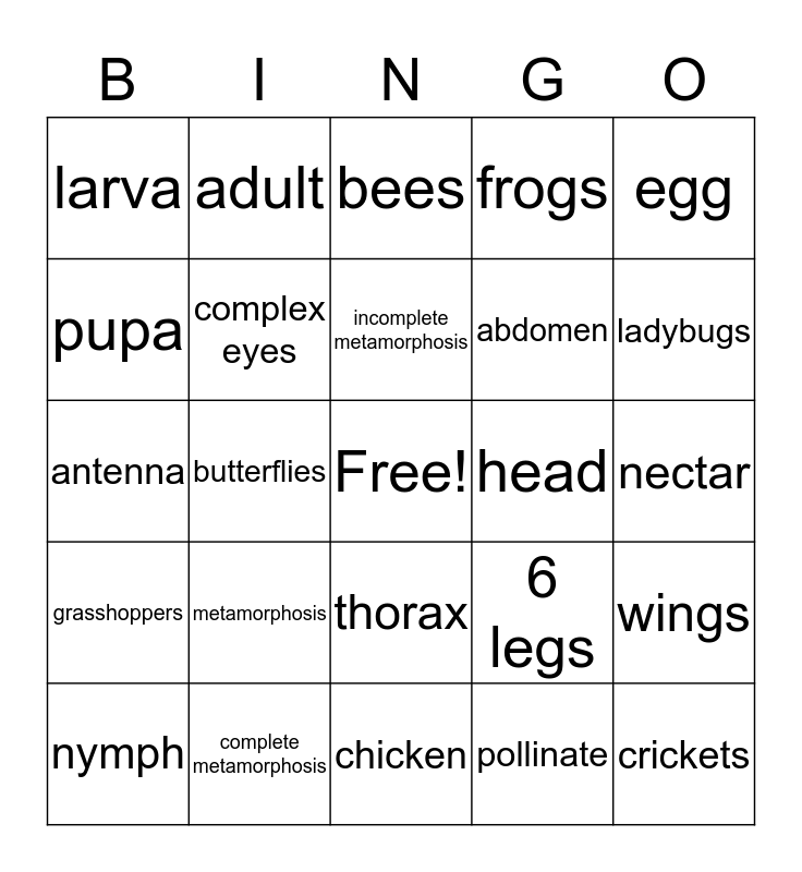 Insect Life Cycles Bingo Card