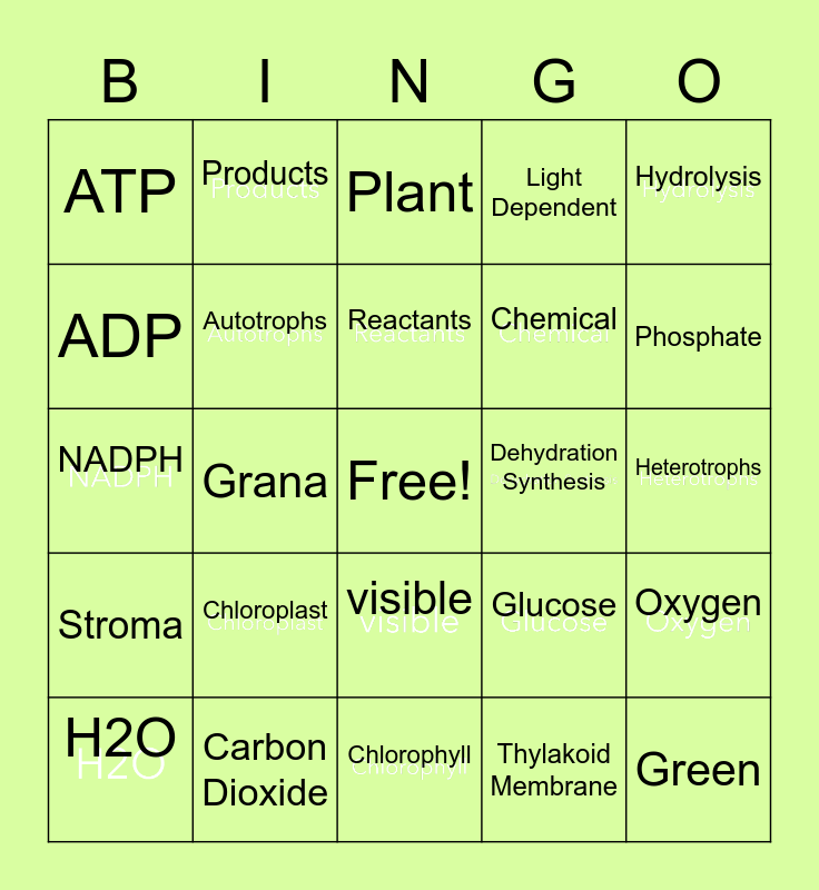 Photosynthesis Bingo! Bingo Card