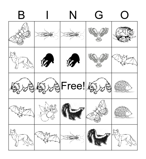 Nocturnal Animals Bingo Card