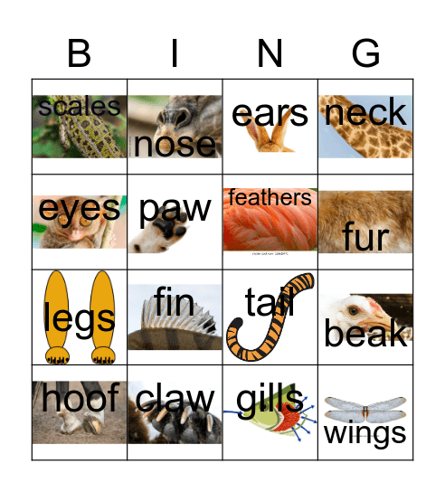 Animal Parts Bingo Card