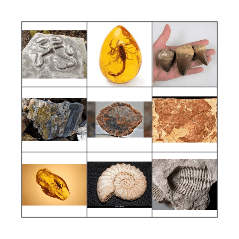 Types of fossil Bingo Card