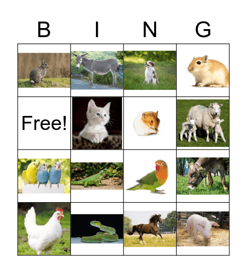 Common animals Bingo Card