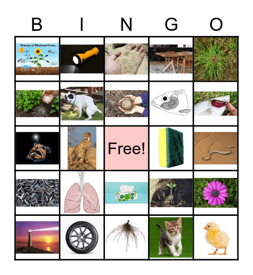 English and Science Bingo Game Bingo Card