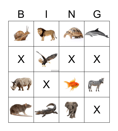 animals Bingo Card