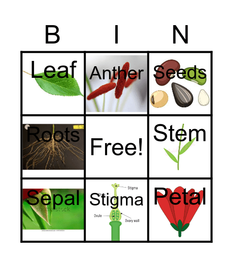 Parts of a flower/Plant Bingo Card