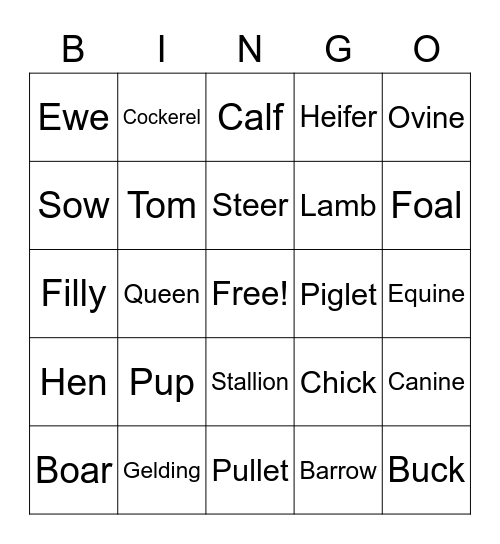 Animal Classifications Bingo Card