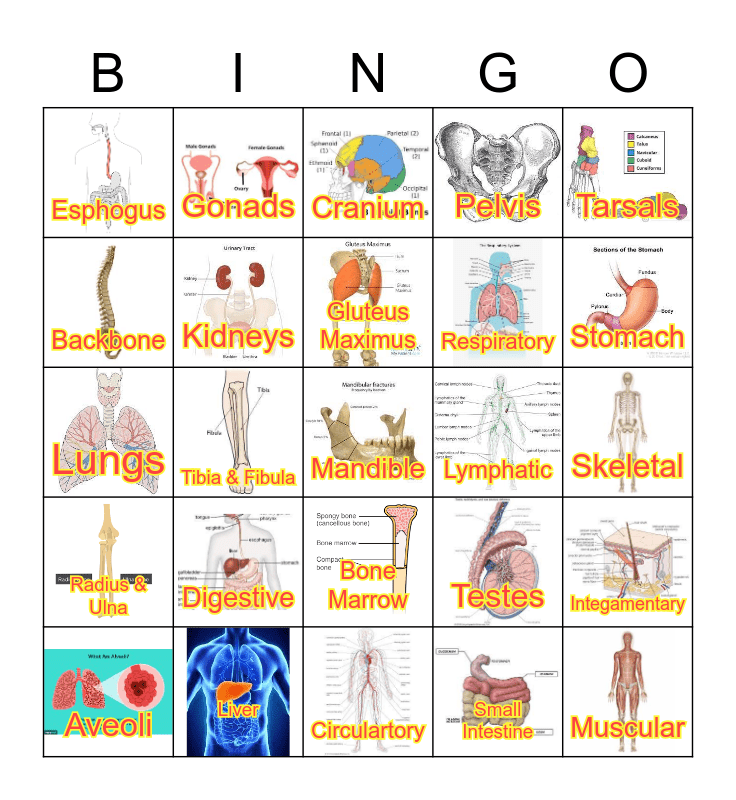 Human Anatomy & Body Systems Bingo Card