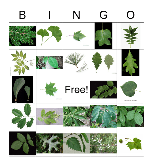 SC Tree ID Bingo Card