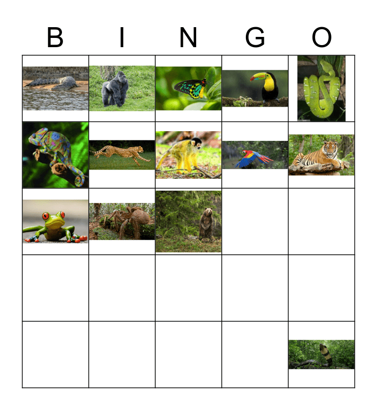 Rainforest Animals Bingo Card