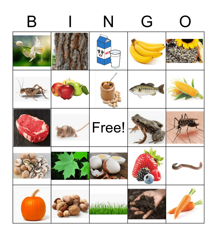 What Do Animals Eat Bingo Card