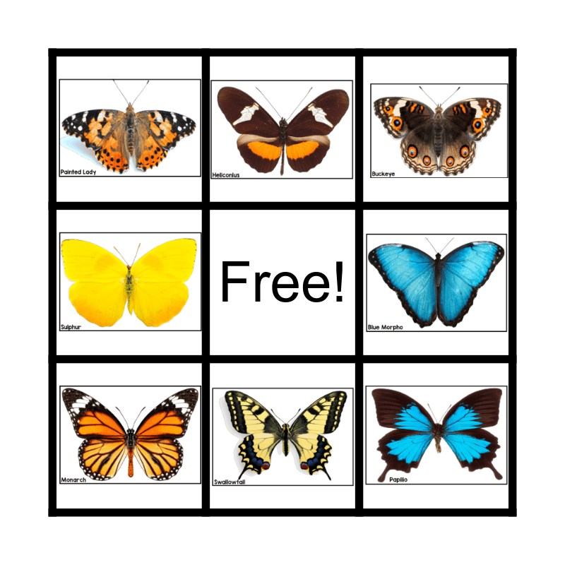 Butterfly BINGO Card