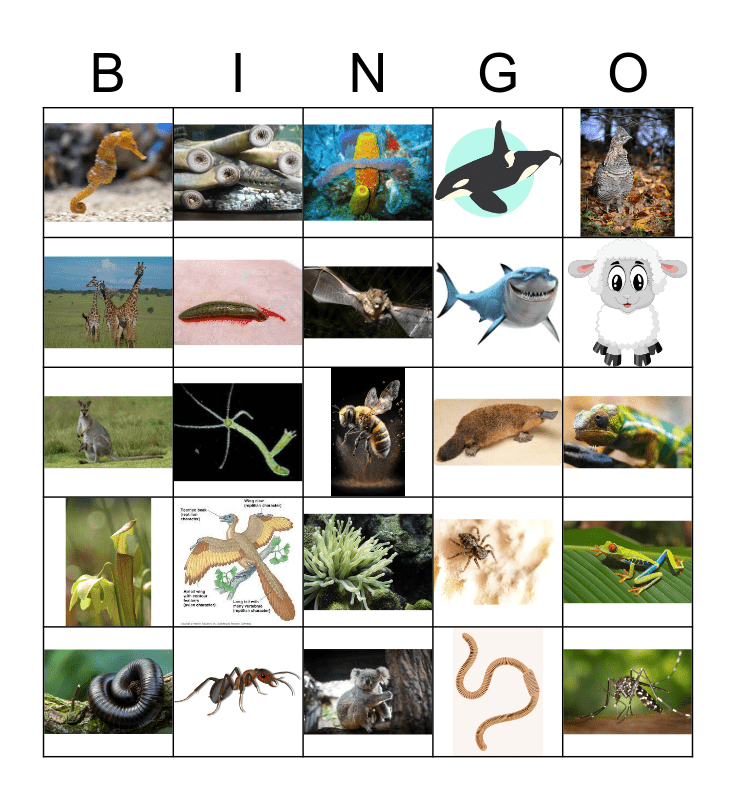Bio Bingo Card