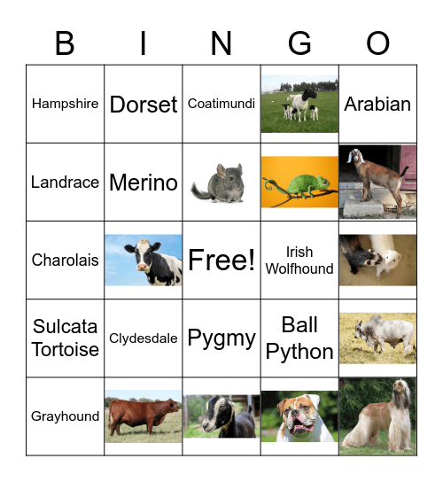 Breed ID Bingo Card