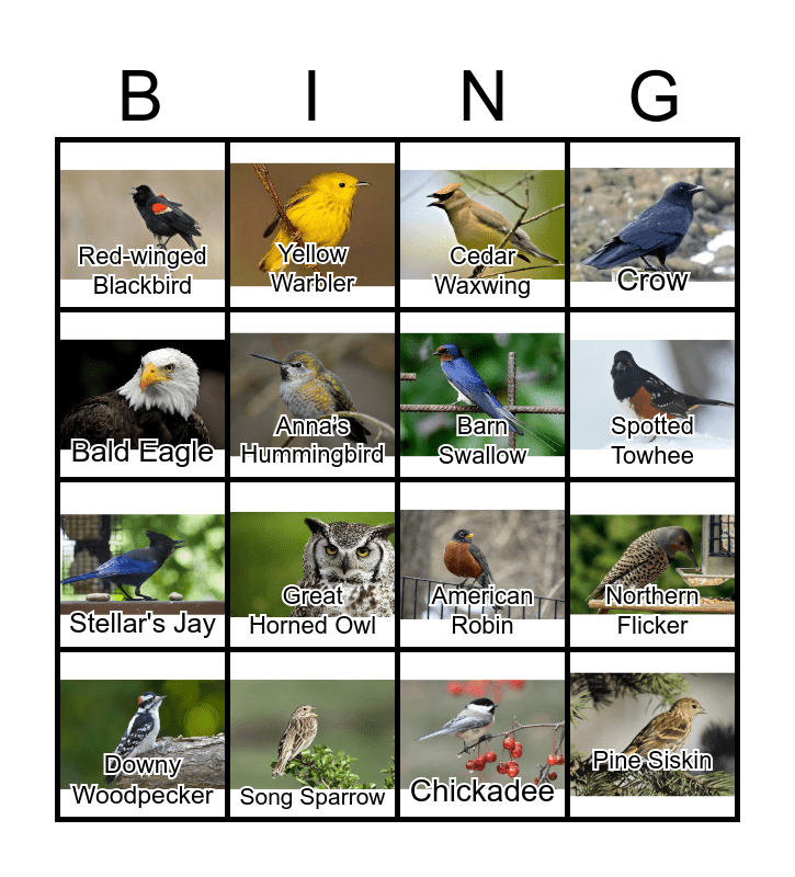 BC BIRD BINGO Card
