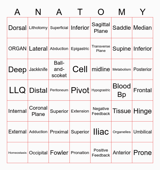 Directional terms and body planes Bingo Card