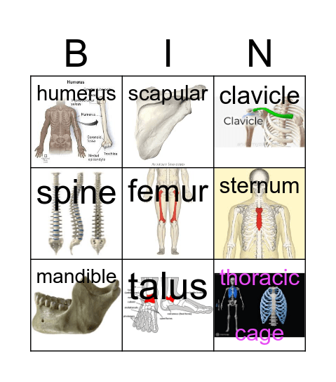 Bones of the body Bingo Card