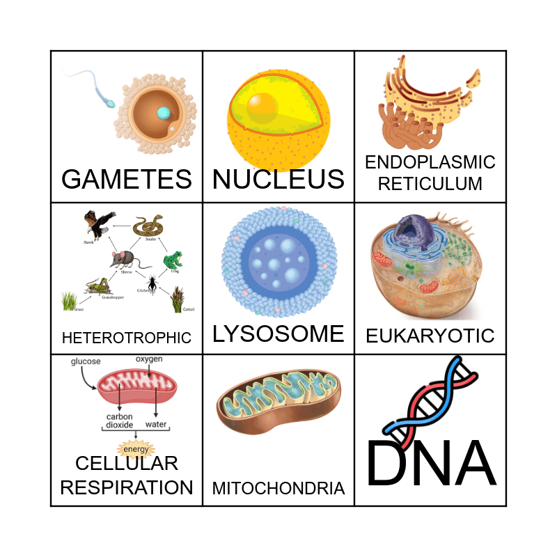CELL REVIEW Bingo Card