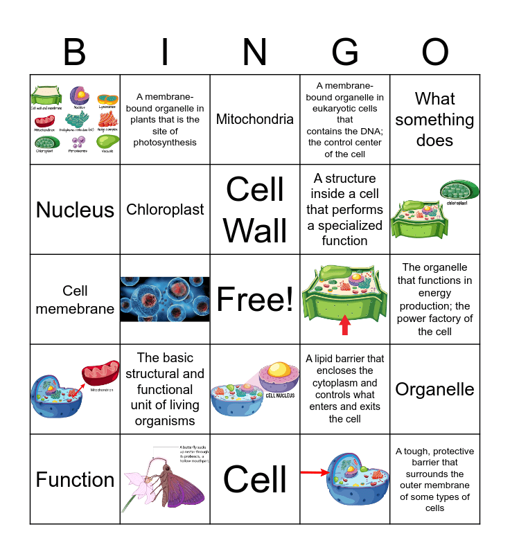 Anatomy of a Cell Bingo Card