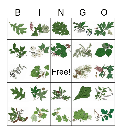 Native Trees of Alabama Bingo Card