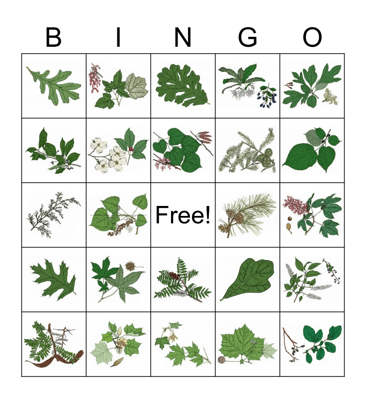 Native Trees of Alabama Bingo Card