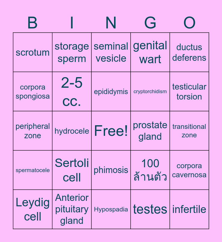 Male reproductive system Bingo Card