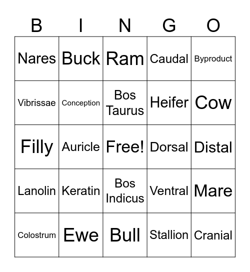 Vet Science Nomenclature and Anatomy Bingo Card