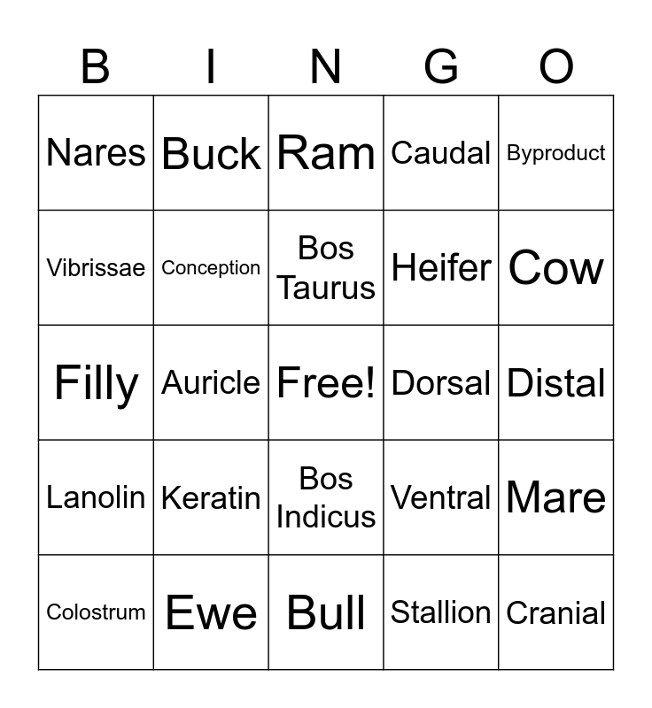 Vet Science Nomenclature and Anatomy Bingo Card
