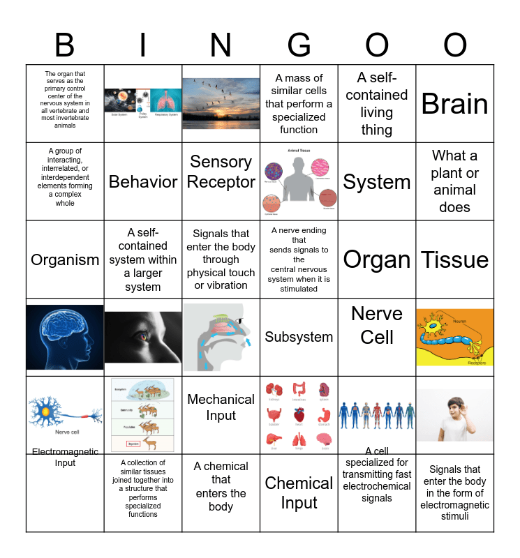 Body Systems Bingo Card