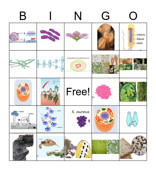 Bio diversity Bingo (Kruaek) Bingo Card