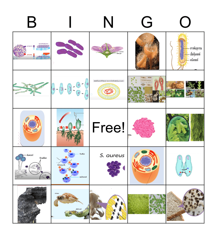 Bio diversity Bingo (Kruaek) Bingo Card