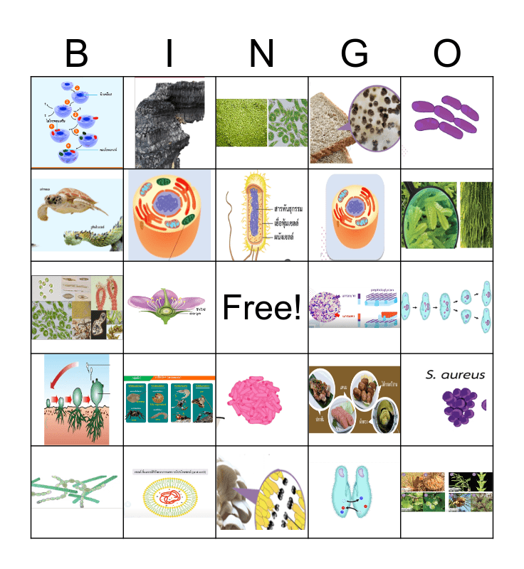 Biodiversitty Bingo (Kruaek) Bingo Card