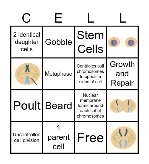 Mitosis Bingo Card