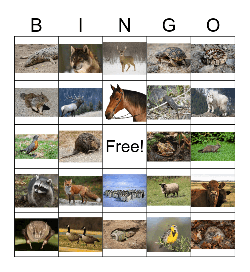 Hibernation Bingo Card