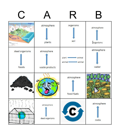 Carbon Cycle Bingo Card