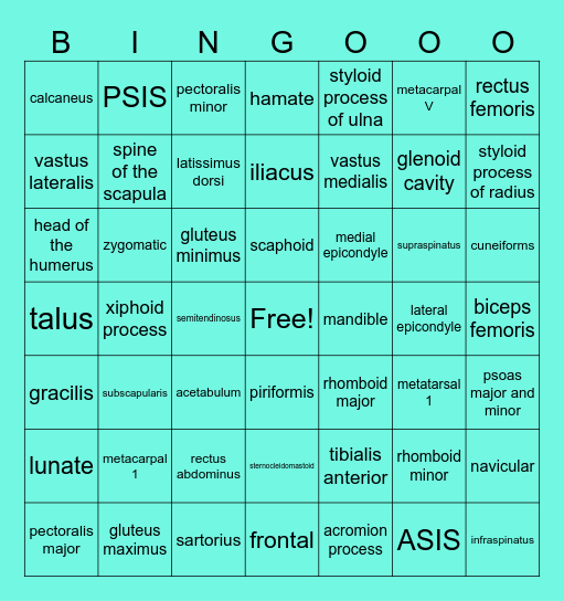 Bone and Muscle BINGO Card